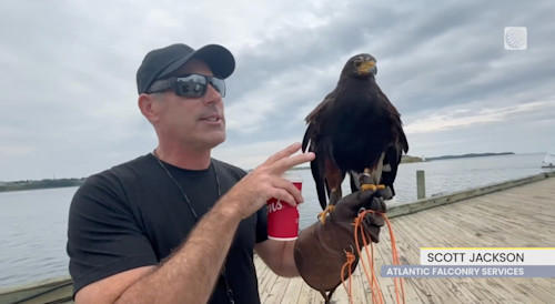 Dodging dive-bombs: This hawk keeps the Halifax Waterfront free of ...