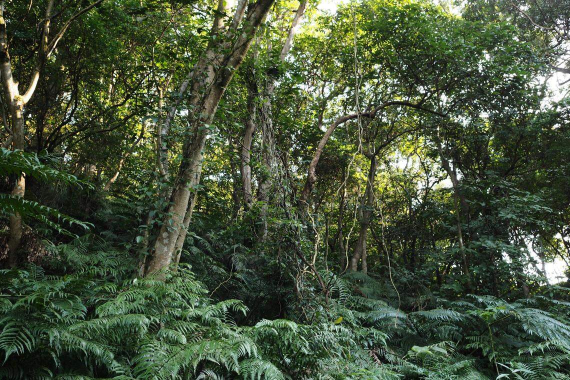 Tiny ‘goblin' creatures fall from forest canopy in China. They're a new ...