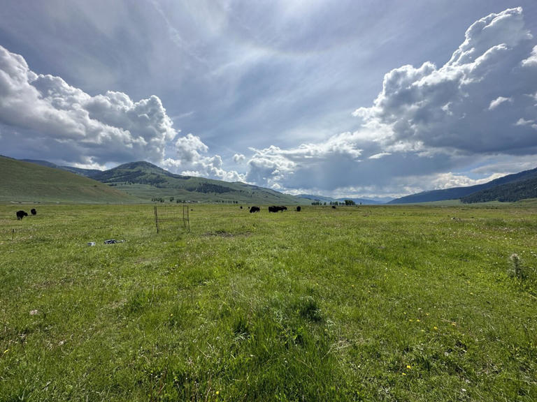 When bison have room to roam, they reawaken the Yellowstone ecosystem