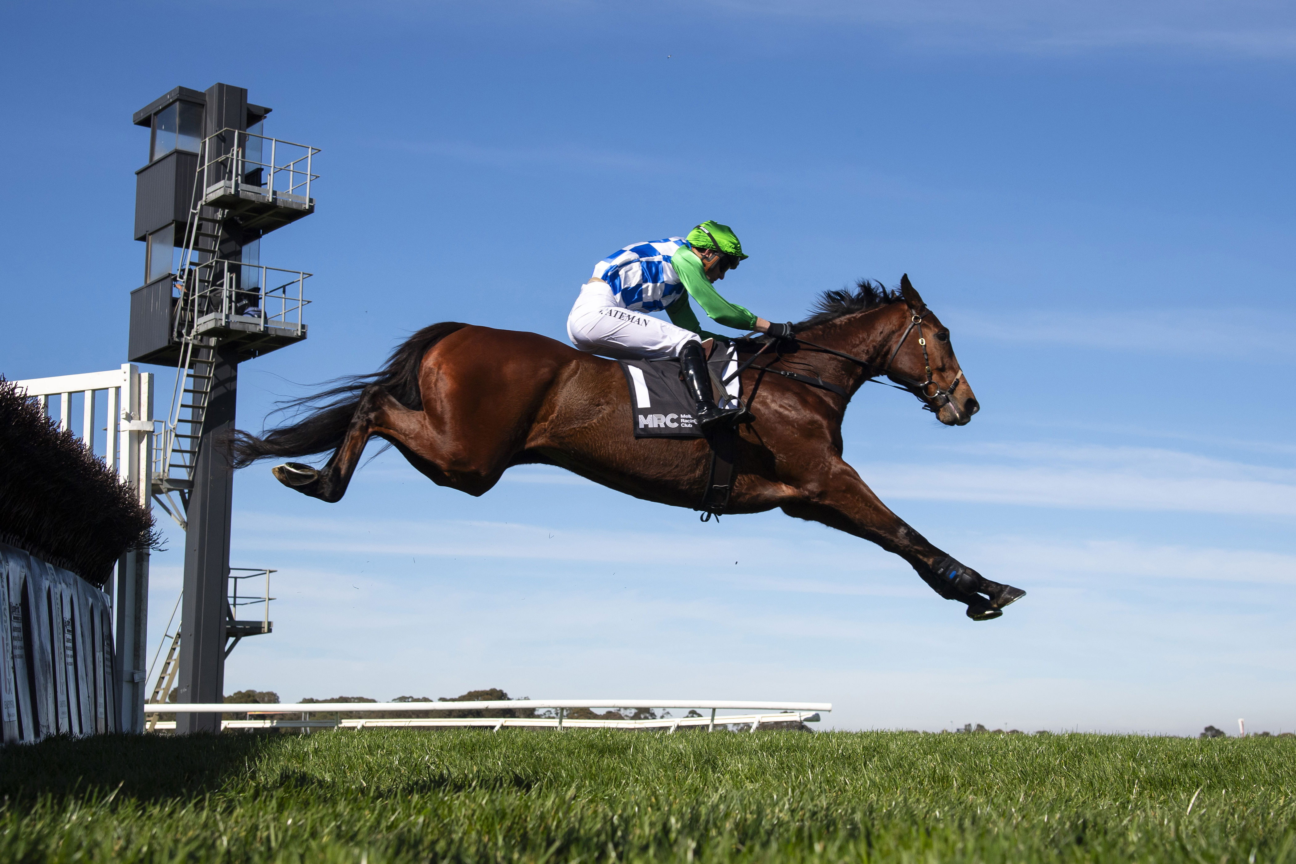 How wild horses became rideable, according to ancient DNA