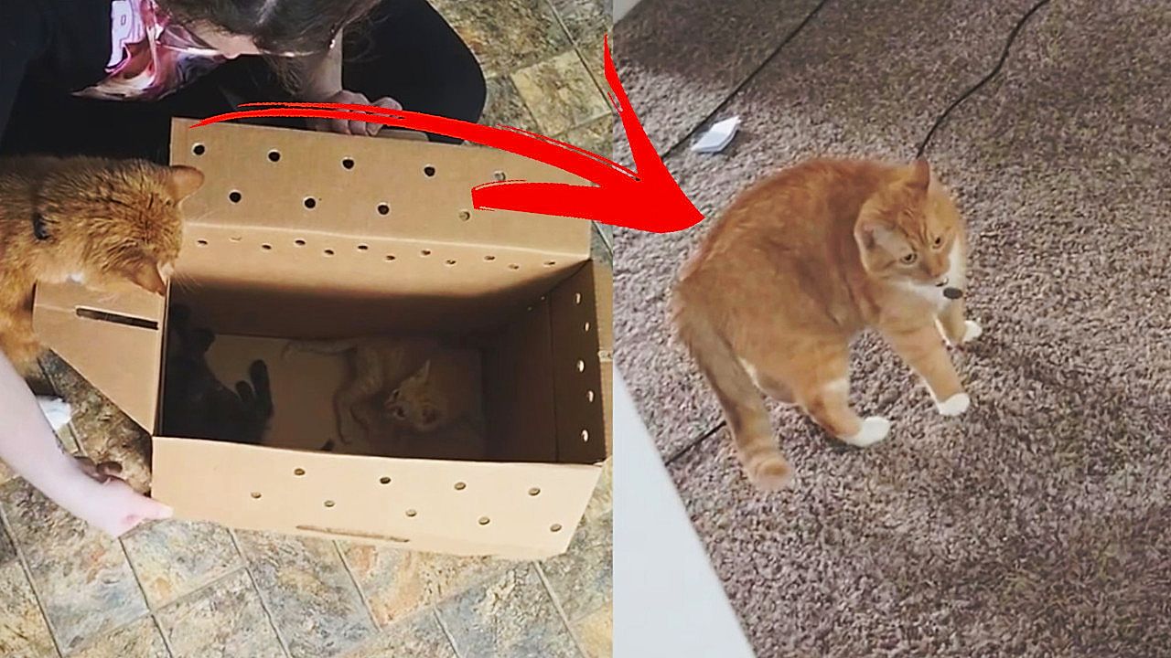 ¡Nuevos roomies! La reacción del gato George a los gatitos adoptados
