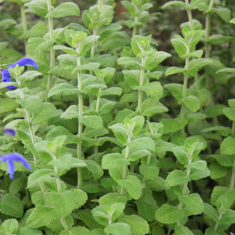 Is mint the secret to a pest-free garden? Here’s what the experts say