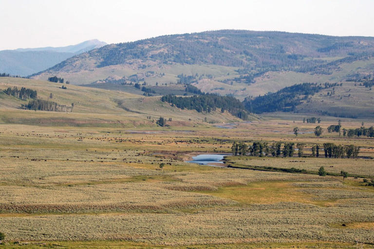 When bison have room to roam, they reawaken the Yellowstone ecosystem
