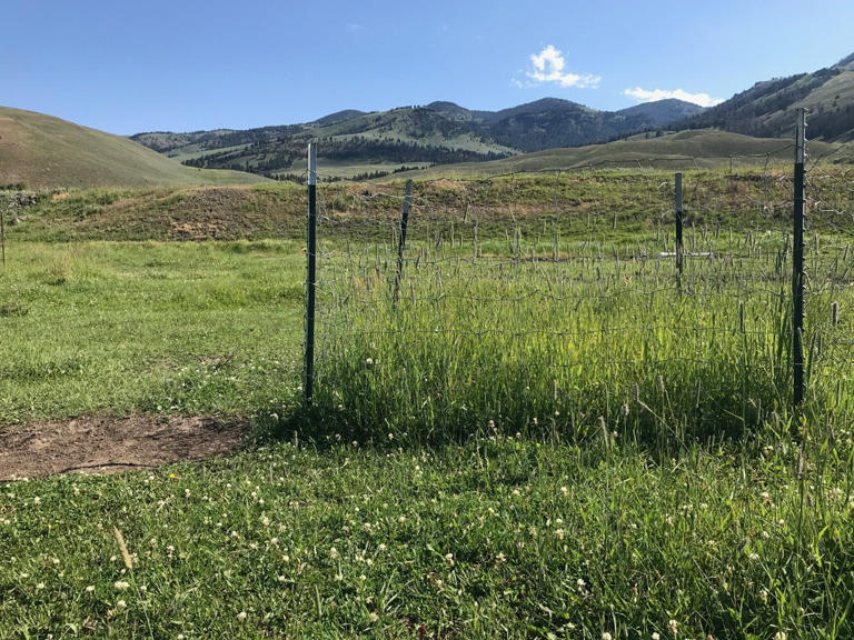 When bison have room to roam, they reawaken the Yellowstone ecosystem