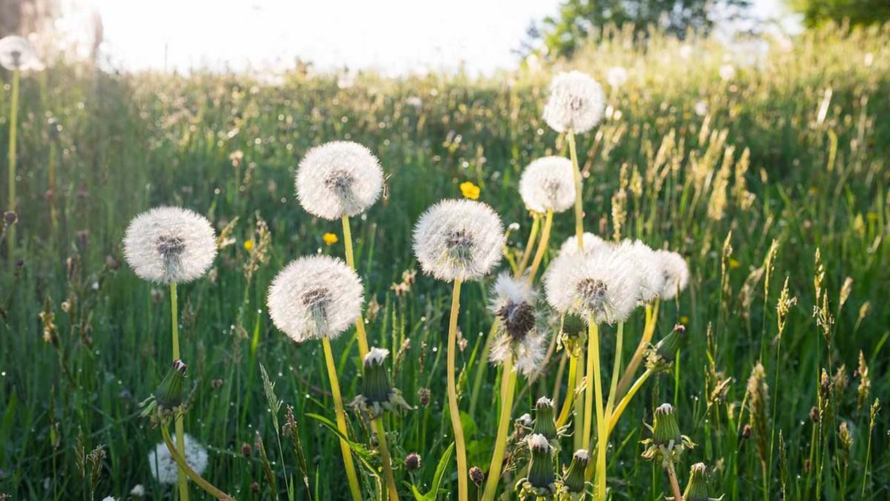 Be Careful What You Pull! Eight "Weeds" You Actually Shouldn't Get Rid Of