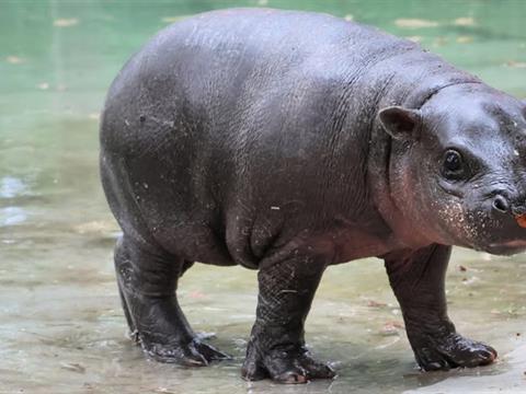 Meet Mars: Baby Pigmy Hippo Goes Viral for Refusing to Get Out of Pool
