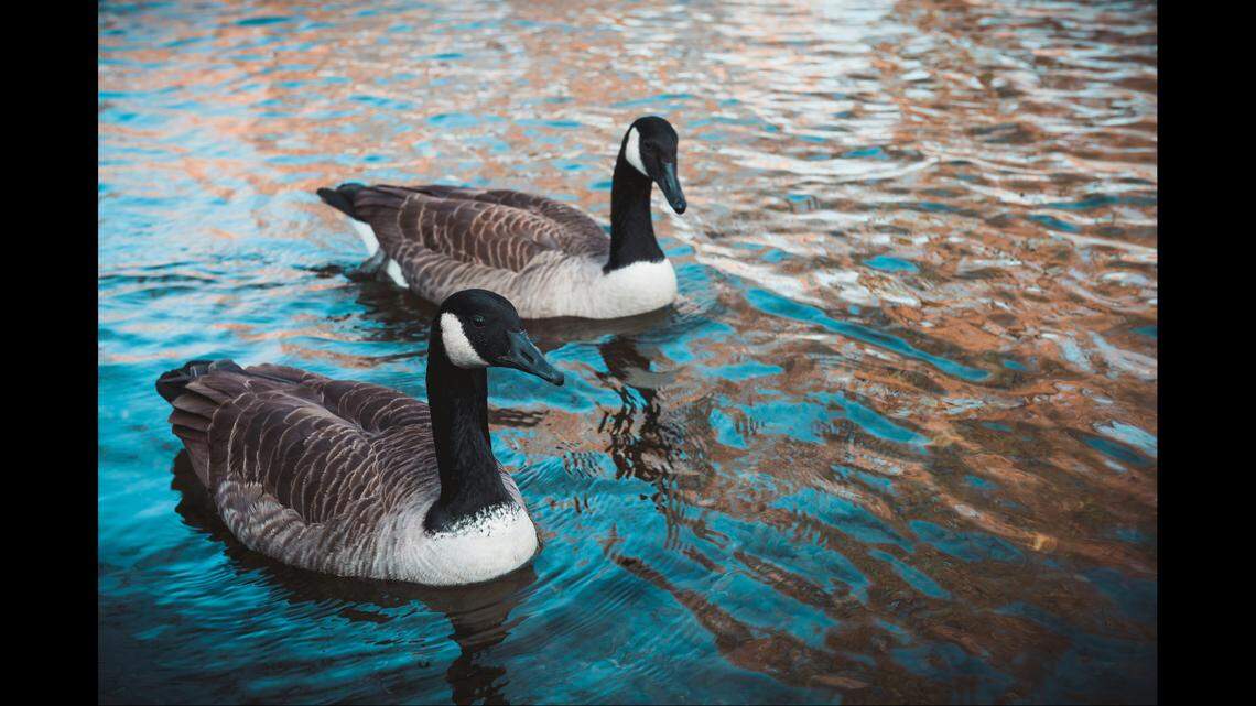 Bullets whiz past fishermen as detective kills country club geese, AR ...