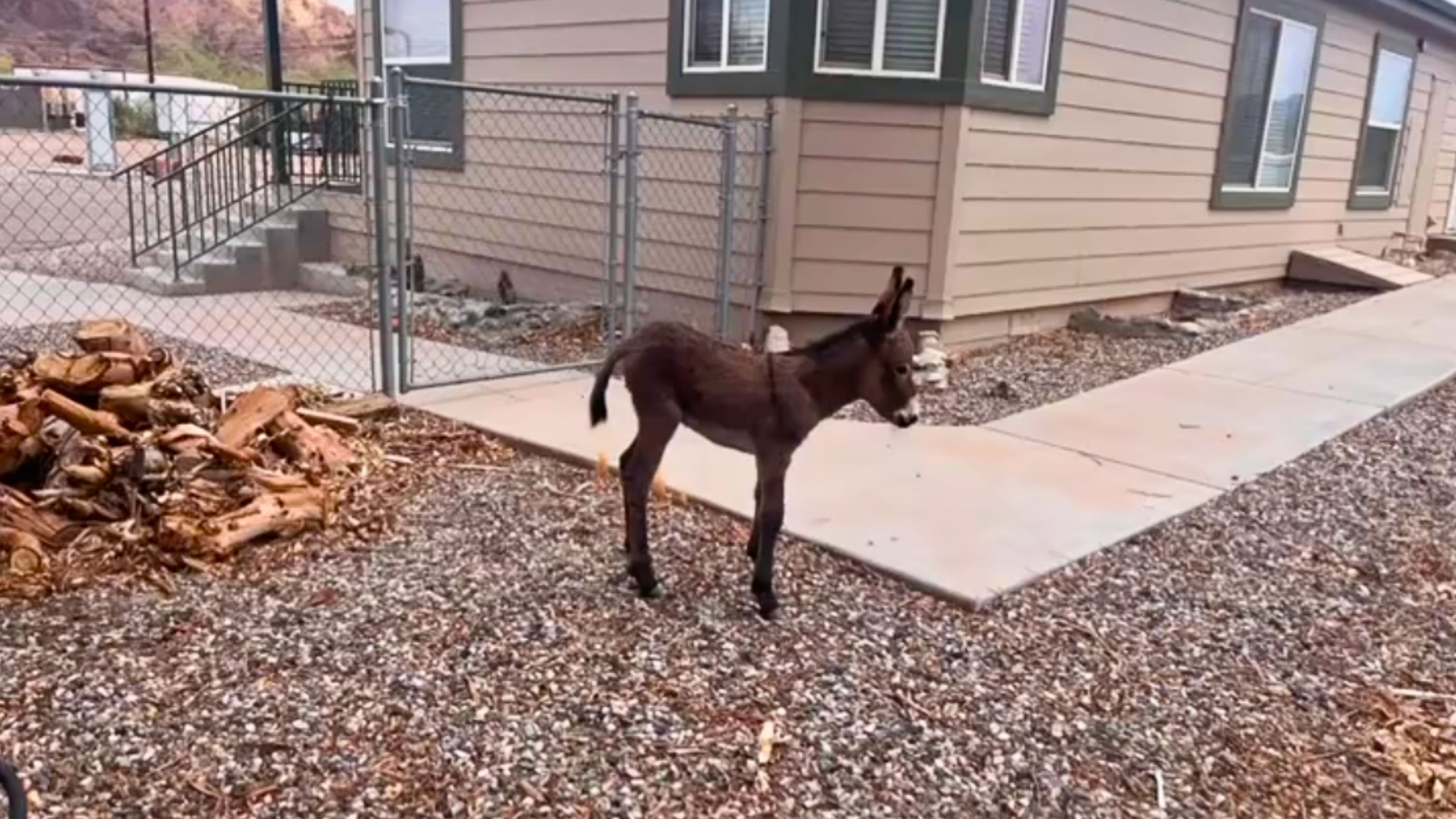 Abandoned baby donkey rescued days before wildlife experts say she ...