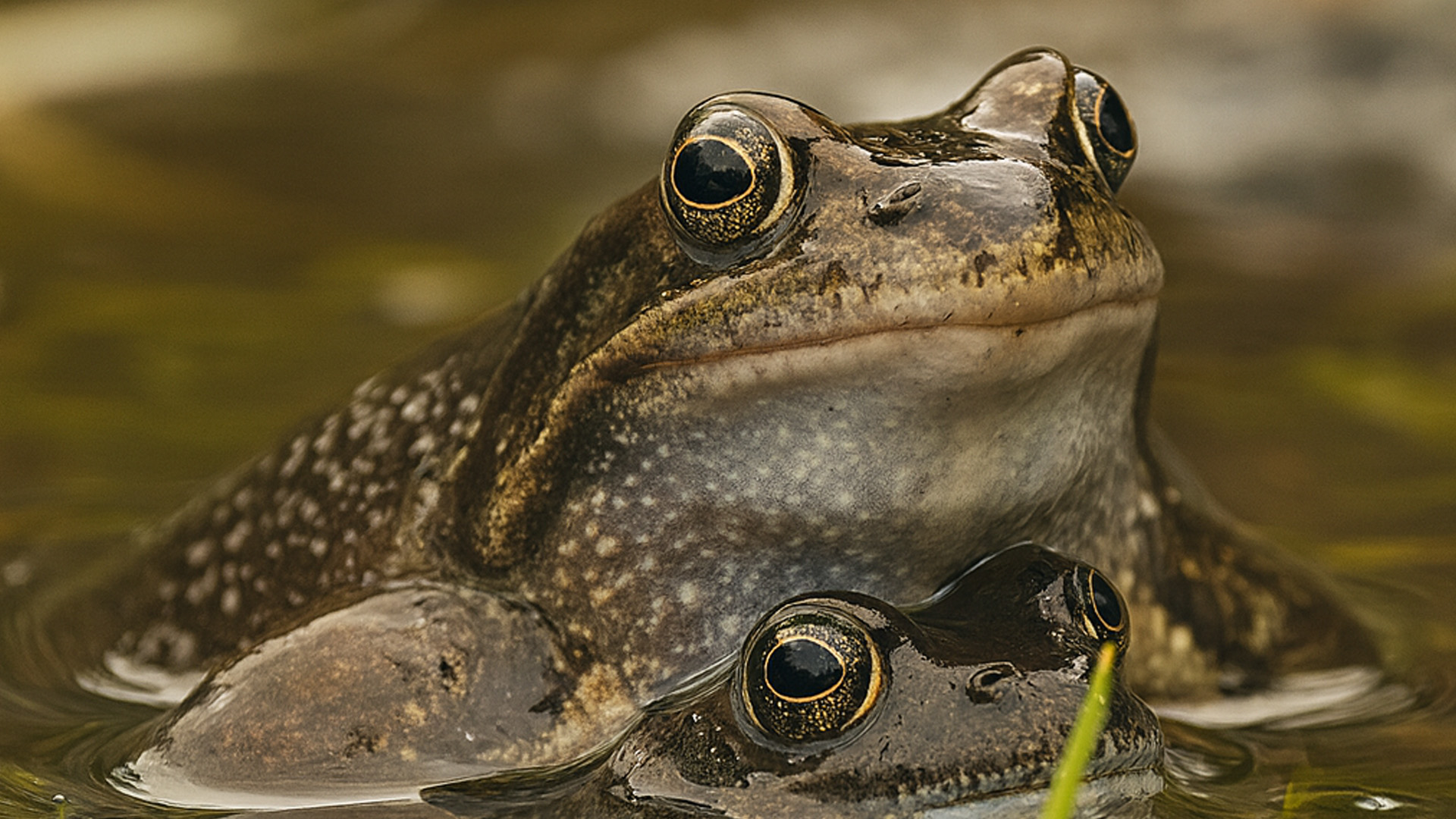 Nature Sounds – Common Frog (Rana temporaria)