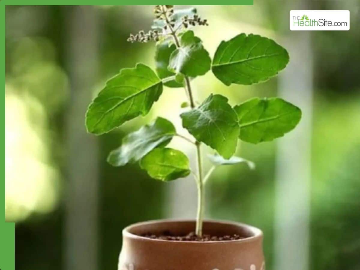 Shatavari To Tulsi: 7 Powerful Ayurvedic Herbs And Their Health Benefits