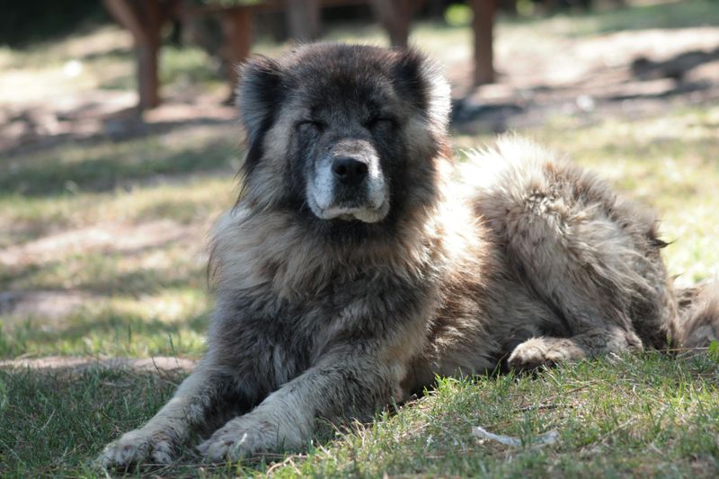 10 Dog Breeds That Are Strong Enough To Face A Wolf
