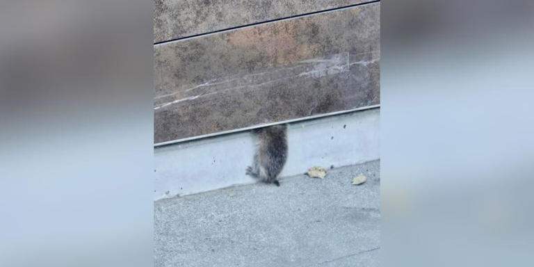 Sports Arena Staff Find A Baby Animal Stuck In Wall — Then Realize ...
