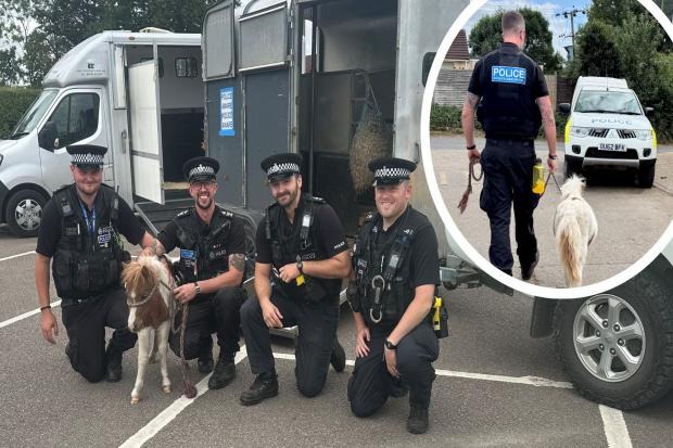Found! Stolen foal Lucy returns to her mother in Cornwall: WATCH