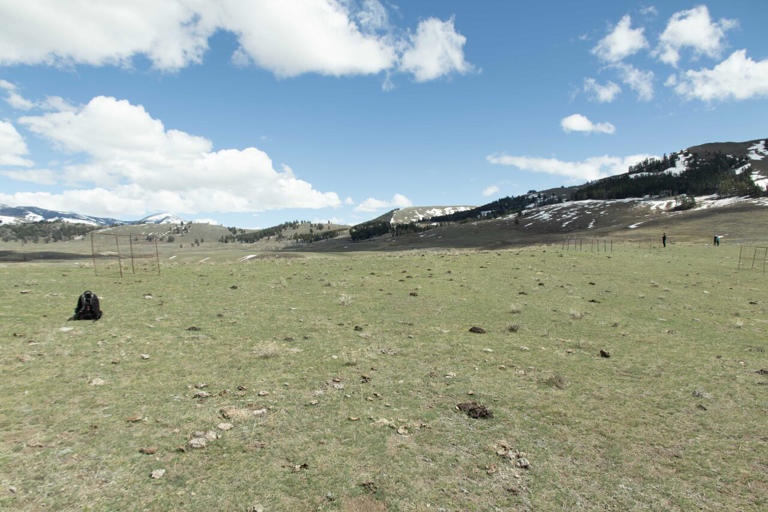 When bison have room to roam, they reawaken the Yellowstone ecosystem