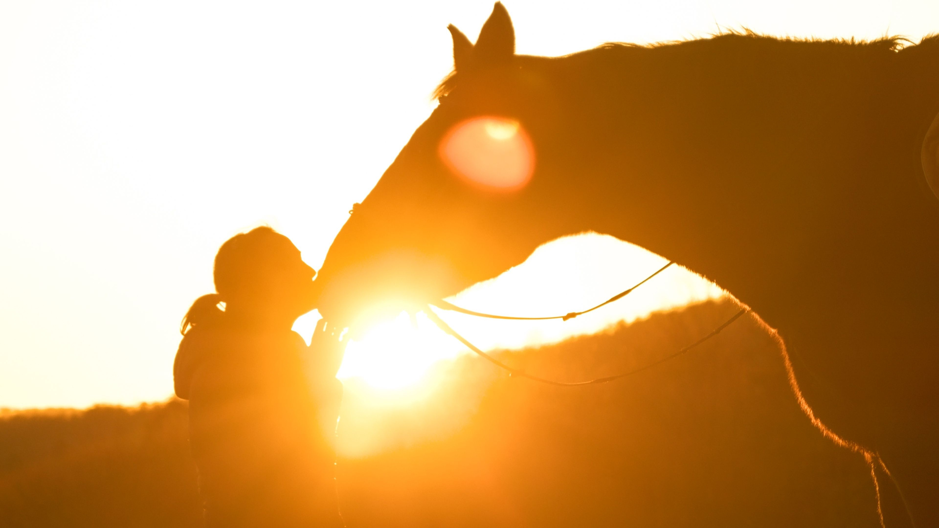 11 Loving Horse Breeds That Prefer People Over Other Horses