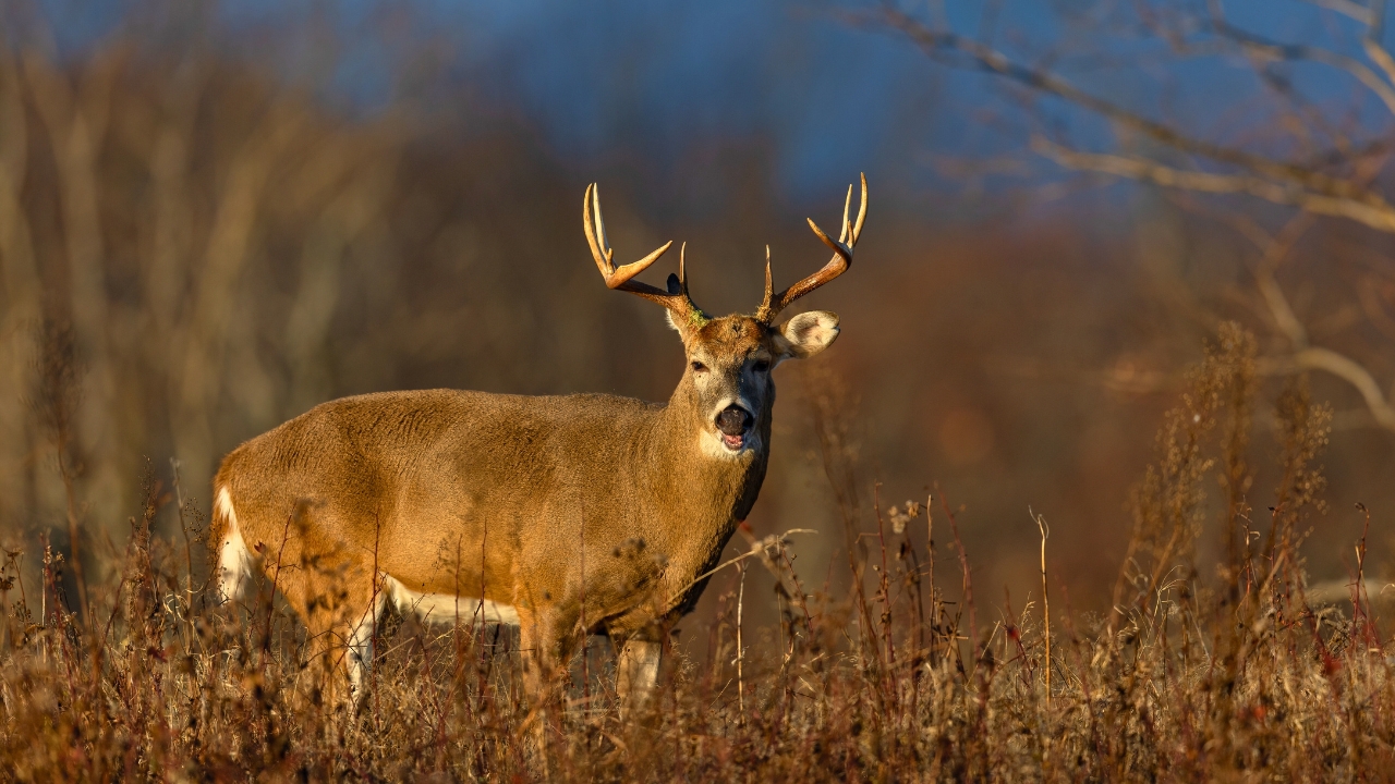 8 hunting mistakes that spook game before you ever see it