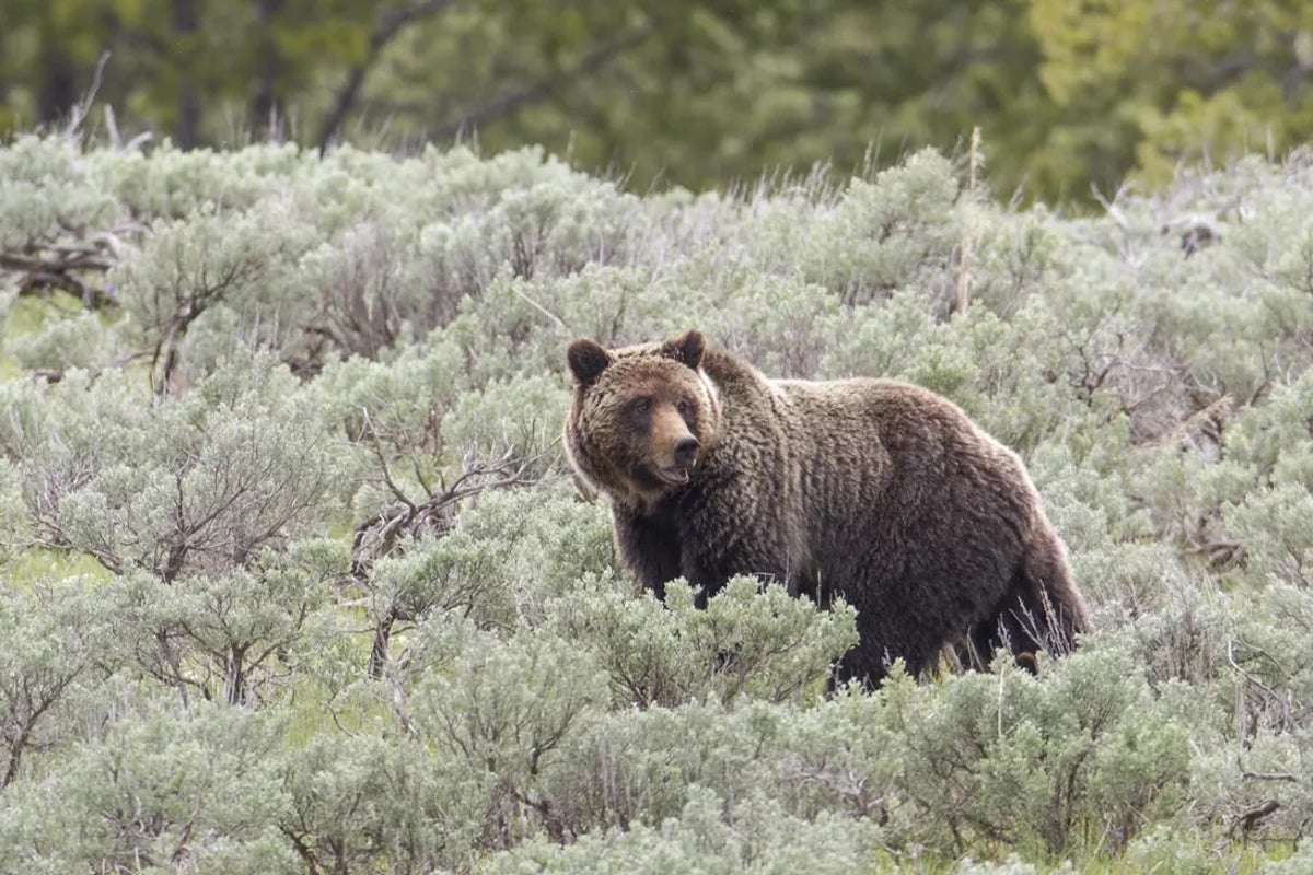 Heads up ‘tourons’! Yellowstone rangers warn public as grizzly bear ...
