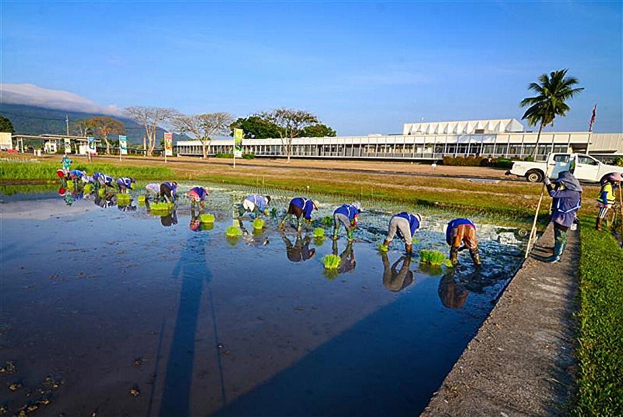 AI unlocks secrets of rice yield sustainability after 50 years of ...