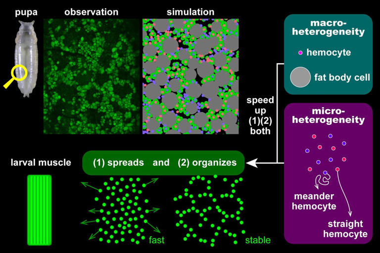 Variation inside and out: How diverse cell types coordinate muscle ...