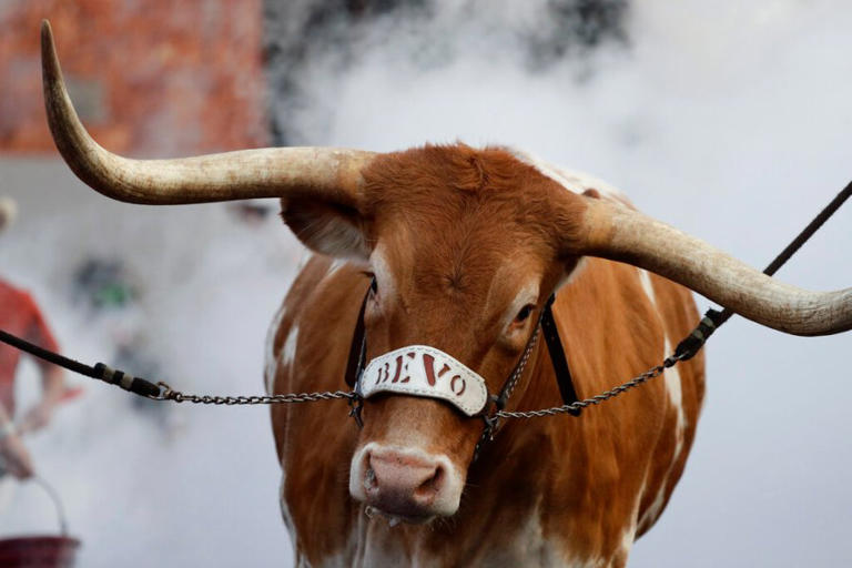 Bevo will not travel to Ohio for the Longhorns’ showdown against the ...
