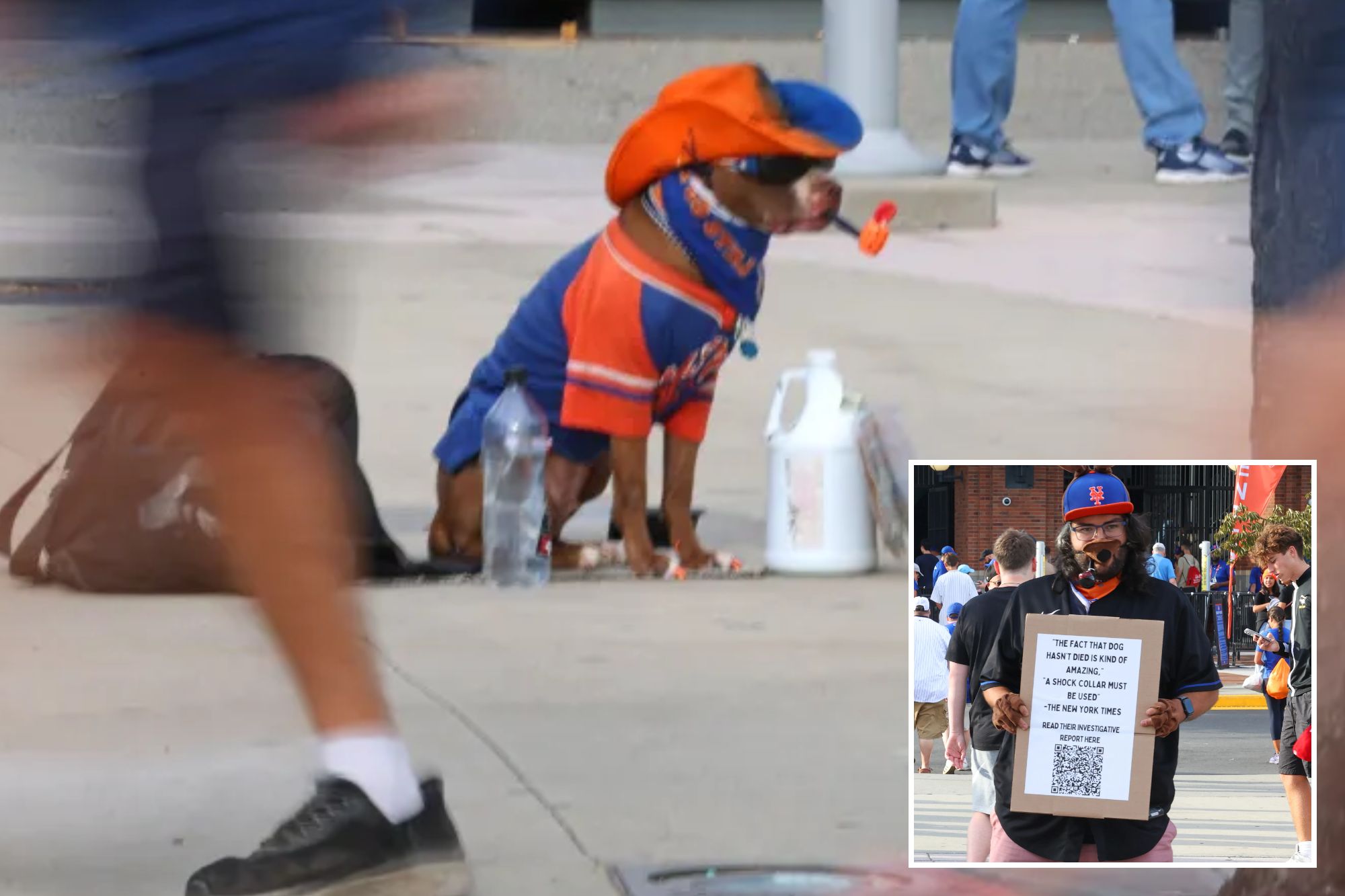 Protesters renew outrage over alleged abuse of pipe-smoking Mets dog ...