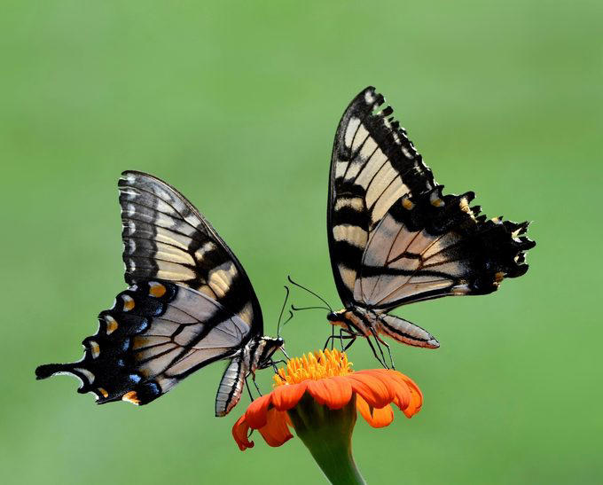 5 Basic Butterfly Behaviors to Know
