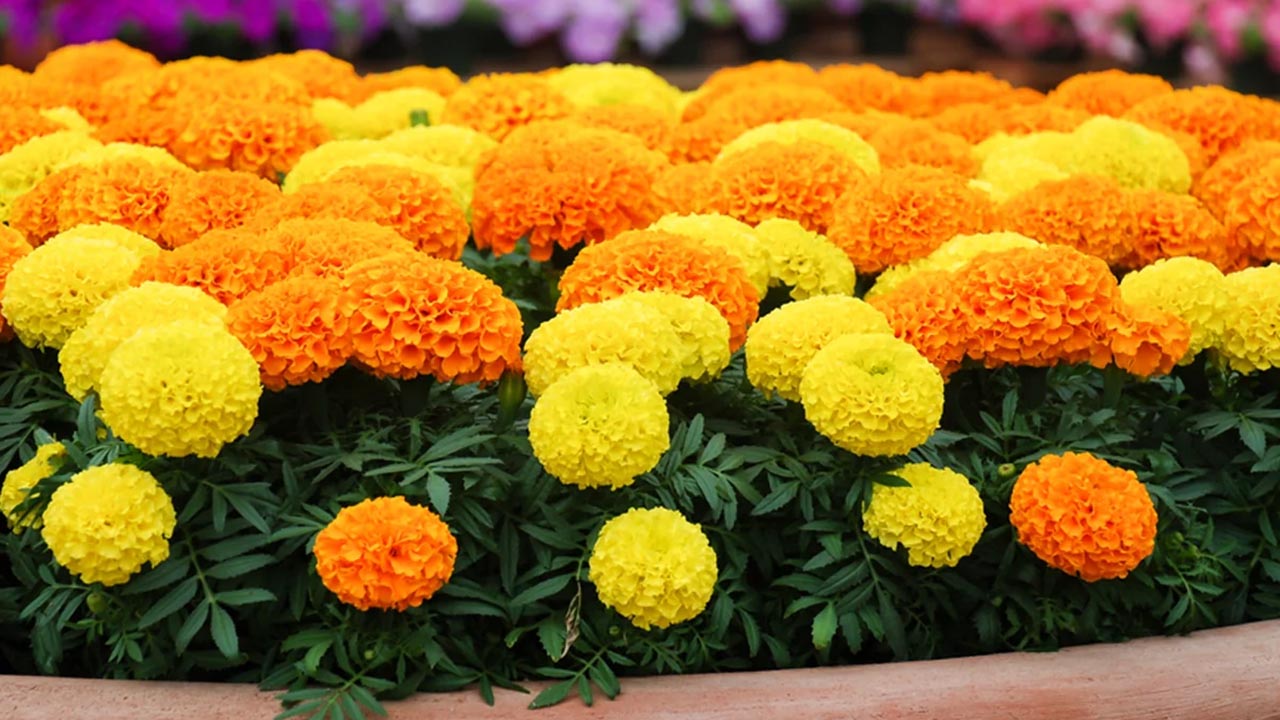 7 Reasons You Should Grow Marigolds By Your Front Door