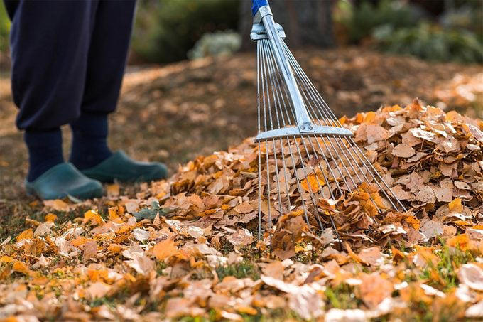 Why It’s Time to Stop Raking Your Leaves This Fall