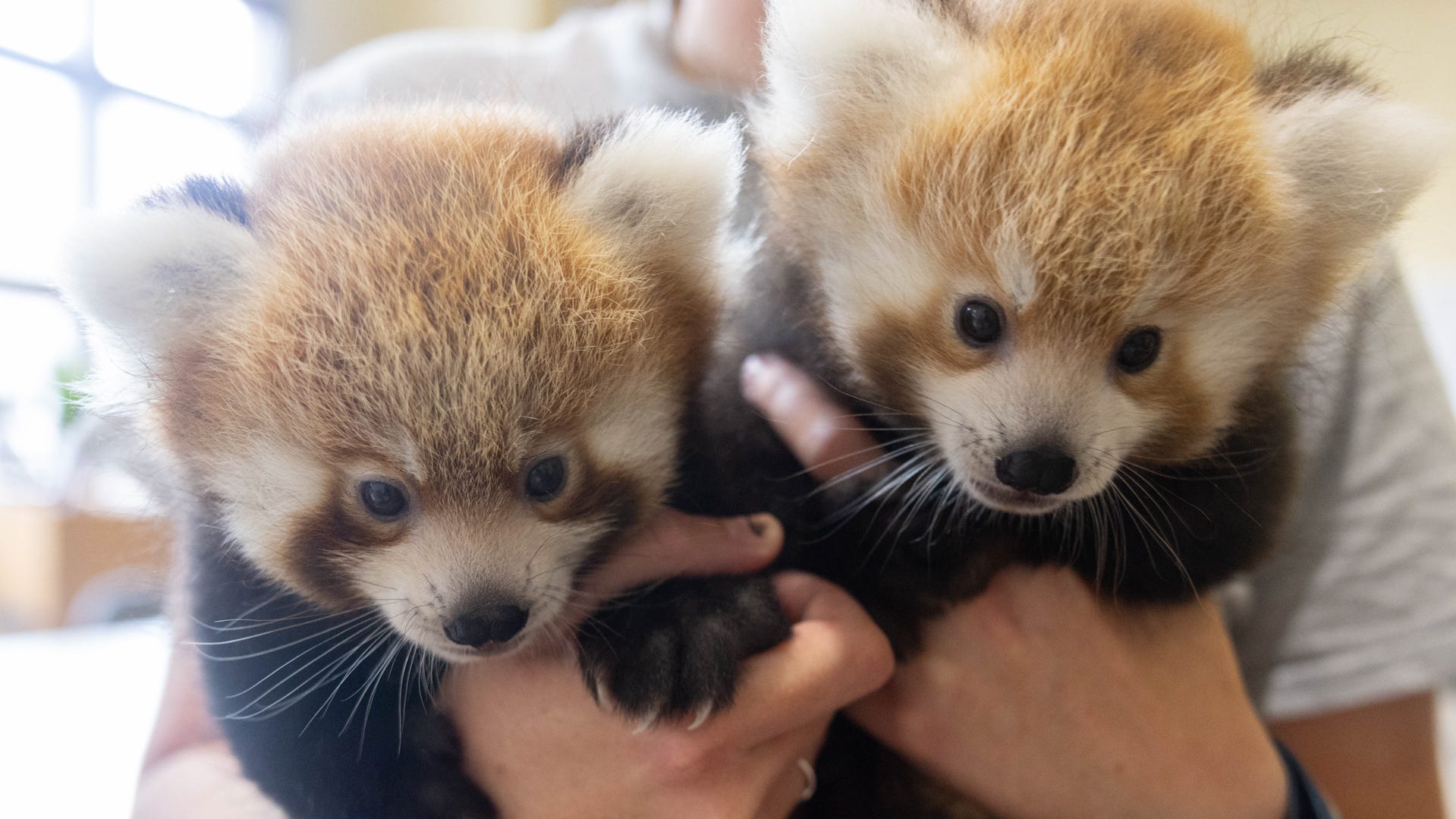 Zoo Knoxville welcomes two male red panda cubs, first time in five years