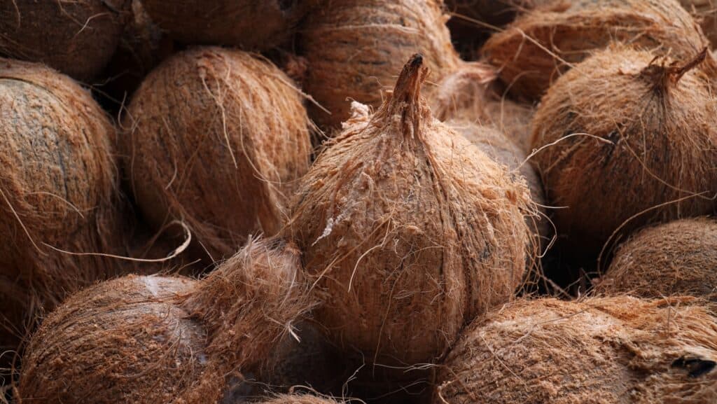 How coconuts changed the world & saved lives. Ten fun facts to know