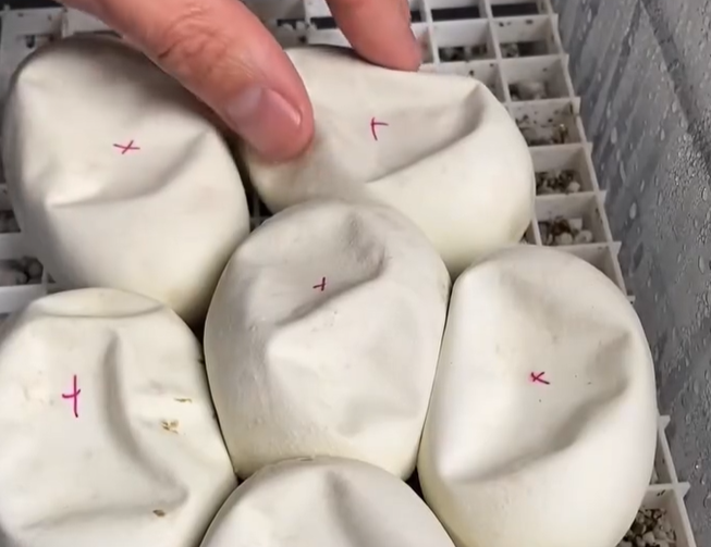 Remember the Ball Python with a bunch of eggs?