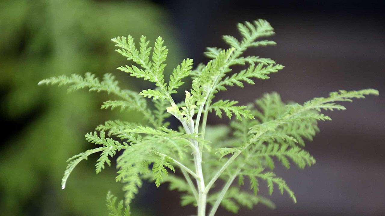 Gardeners Are Growing This Unexpected Plant That Repels All Pests