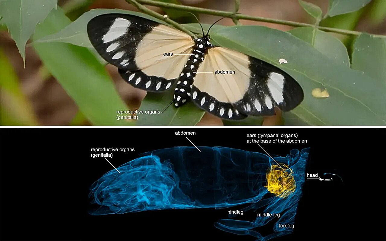 Daytime moths reveal larger hearing organs, challenging evolutionary ...