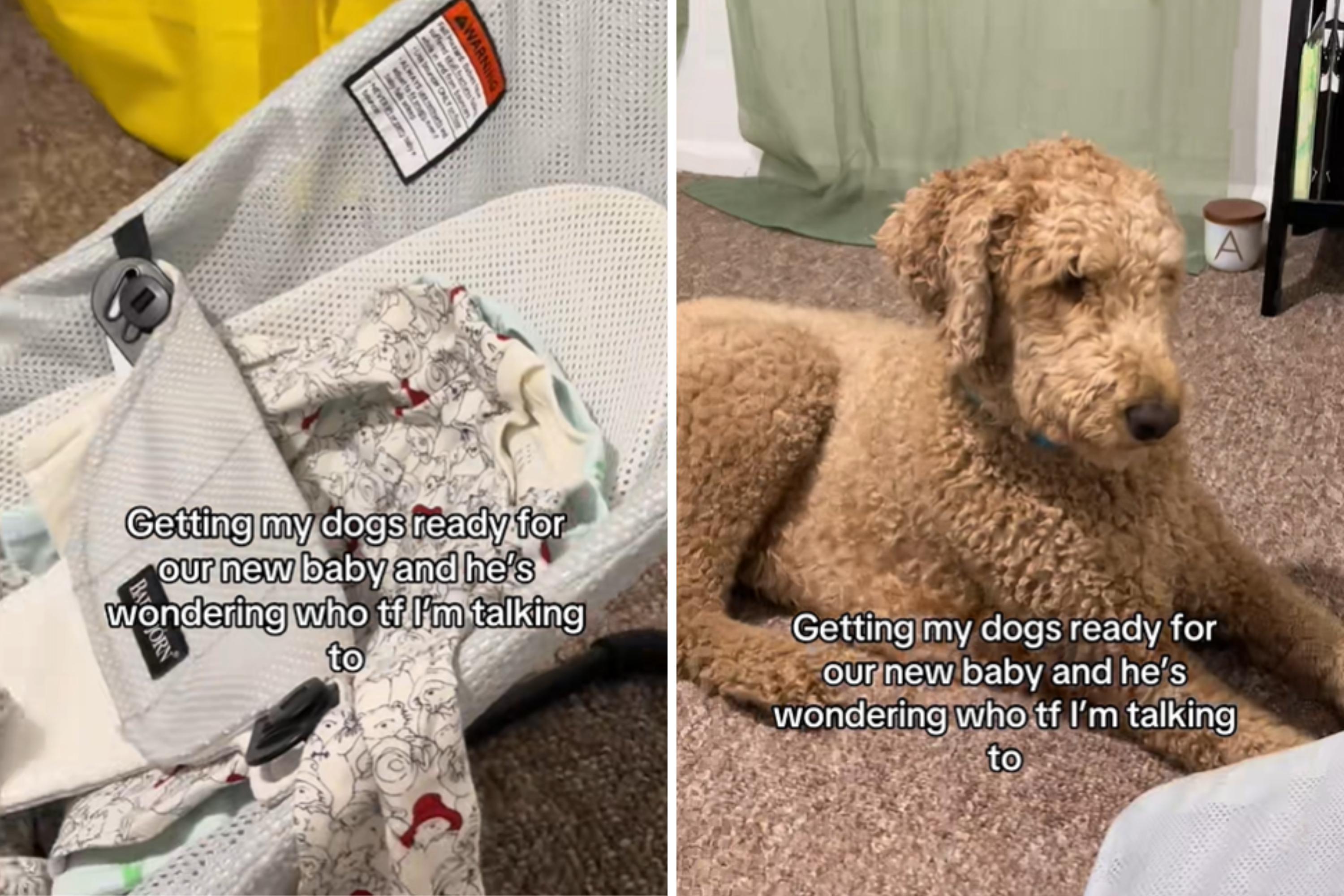 Mom tries to prepare dogs for life with new baby—their faces say it all
