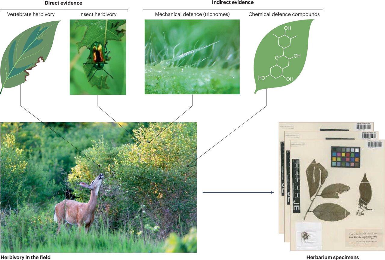 Plant samples preserved in museums may hold key to advancing biodiversity