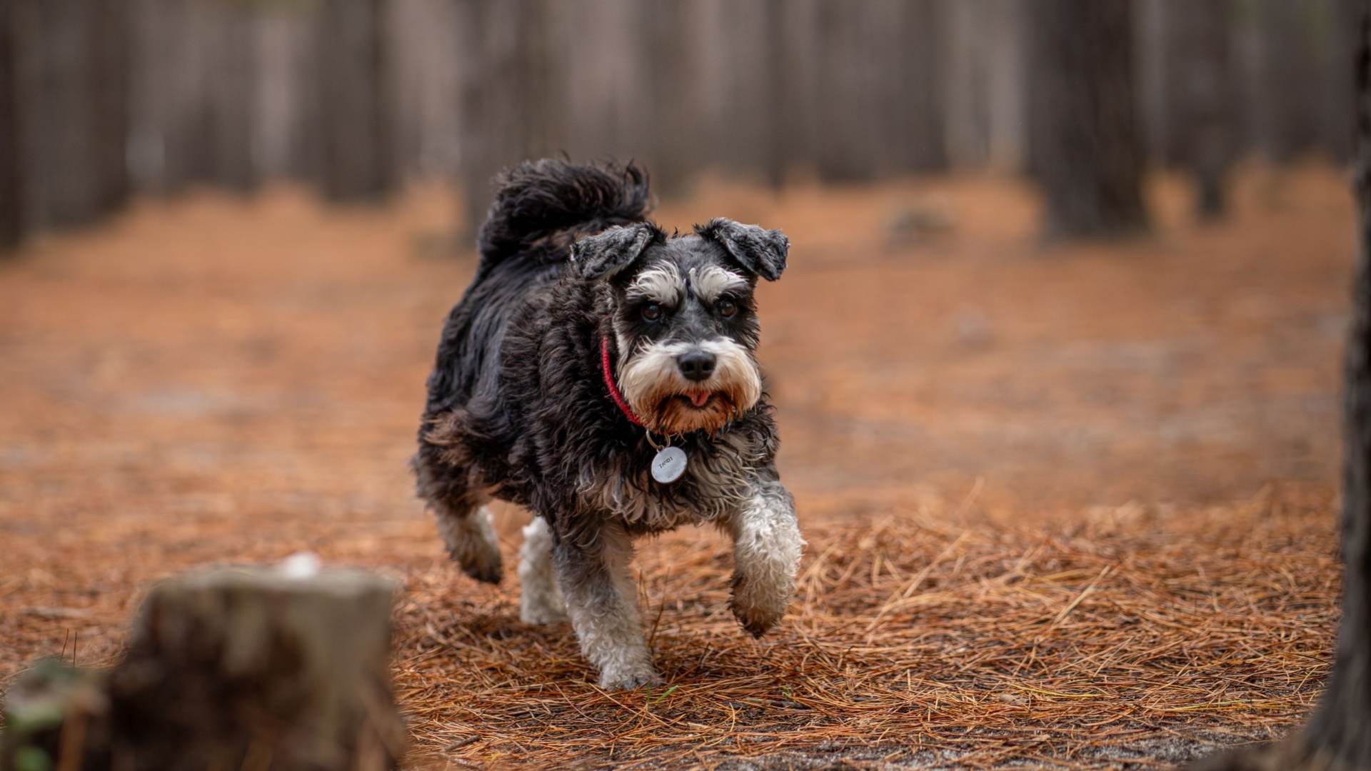 8 Small Dog Breeds Brave Enough To Stand Up To Coyotes