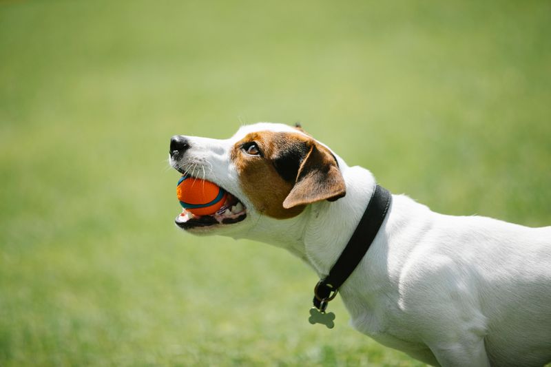 8 Small Dog Breeds Brave Enough To Stand Up To Coyotes