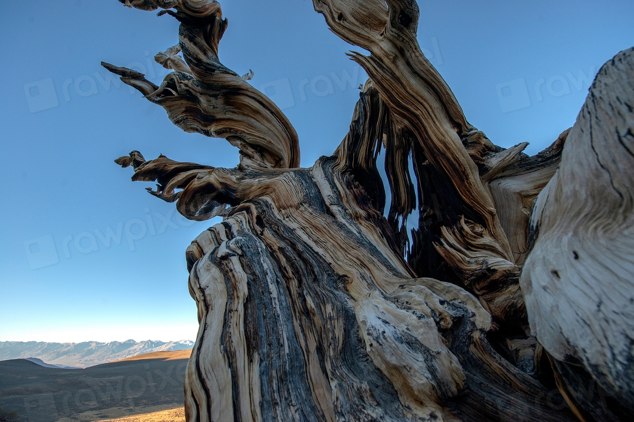 Understanding Ancient Trees Like Methuselah, Old Tjikko, And Jurupa Oak
