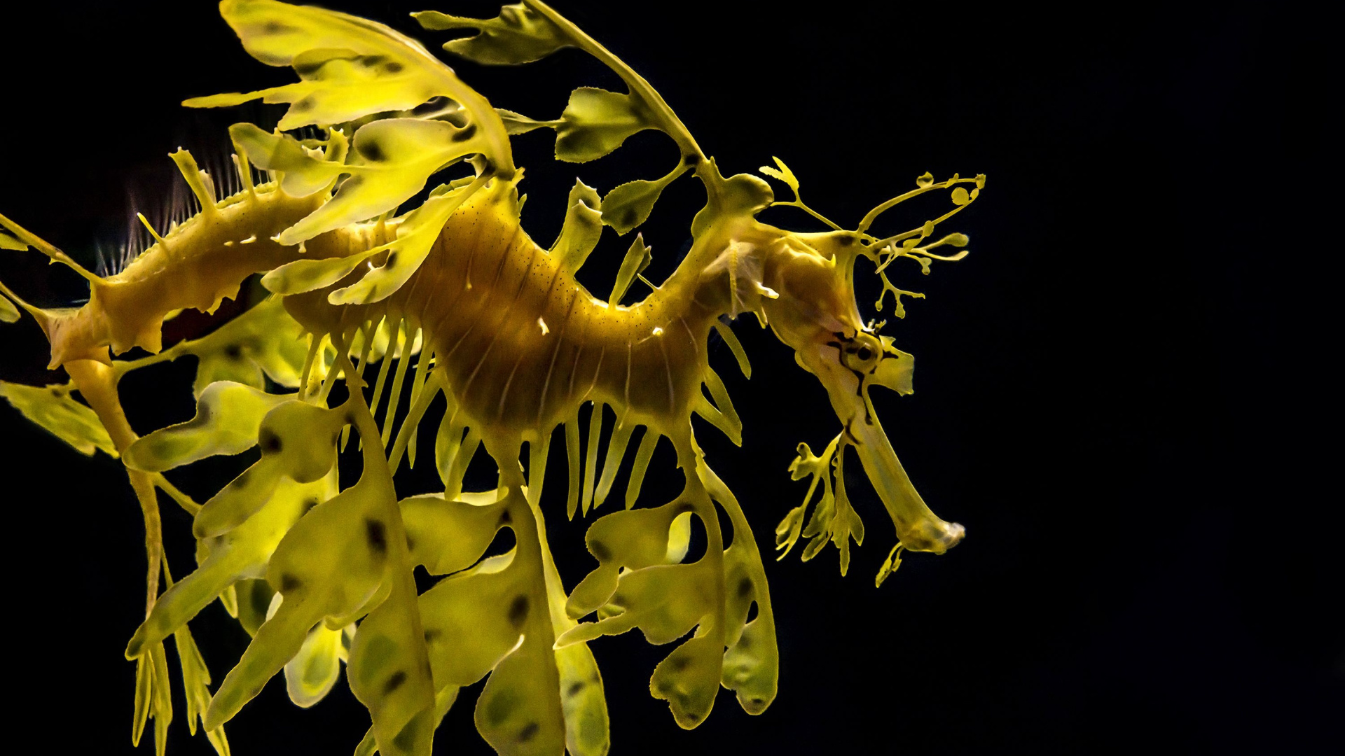 Sea Creatures You Probably Never Knew Existed