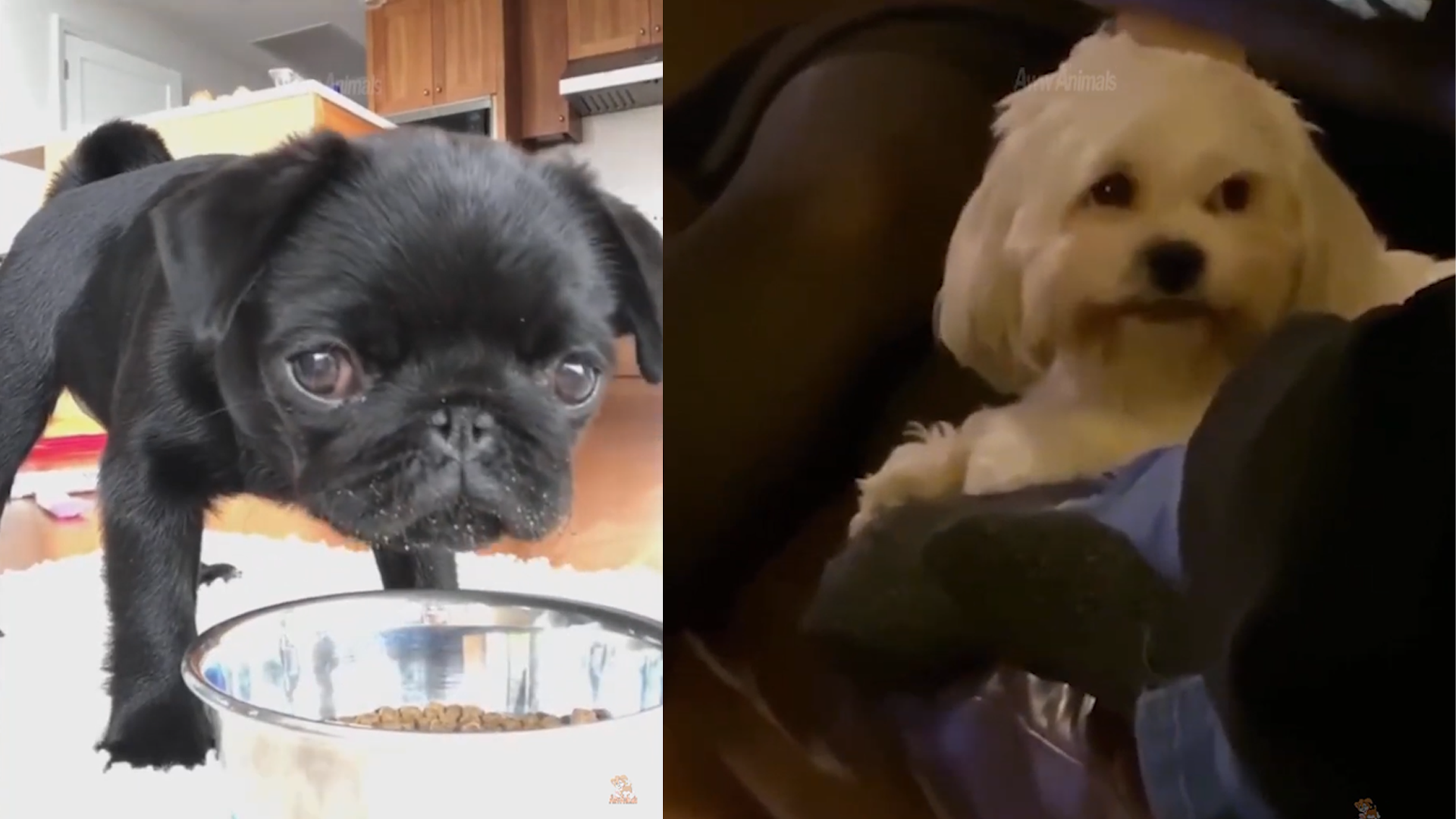 Hungry Black Pug and Fluffy White Dog