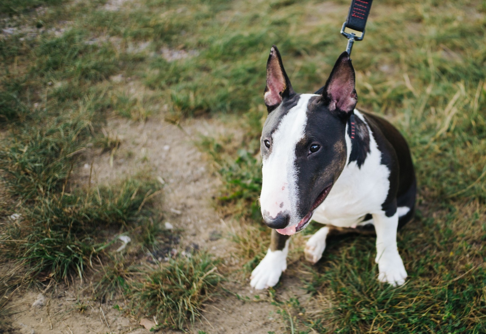 8 Small Dog Breeds Brave Enough To Stand Up To Coyotes