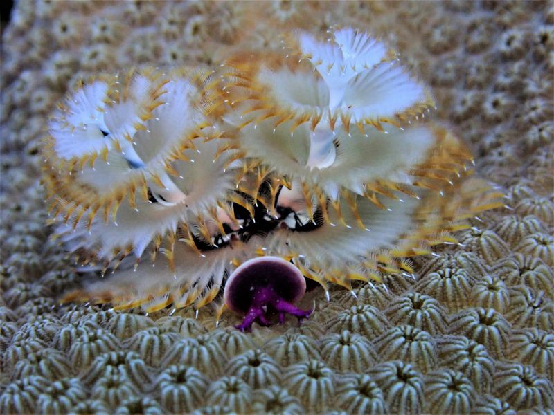 Sea Creatures You Probably Never Knew Existed