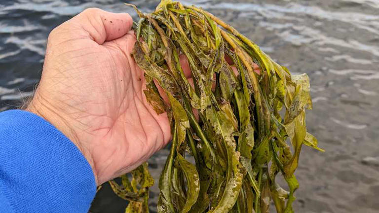 5 Tips to Help You Find and Catch More Largemouth Bass This Fall