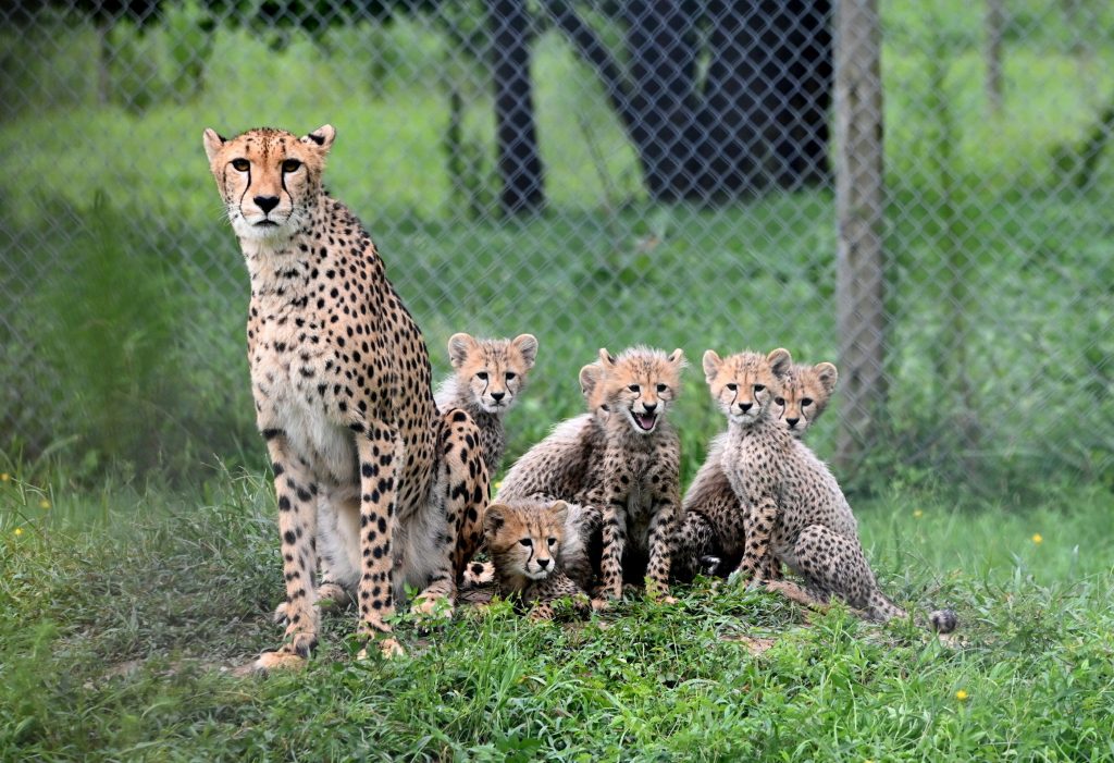 Camera catches cute three-month-old cheetah cubs playing outside
