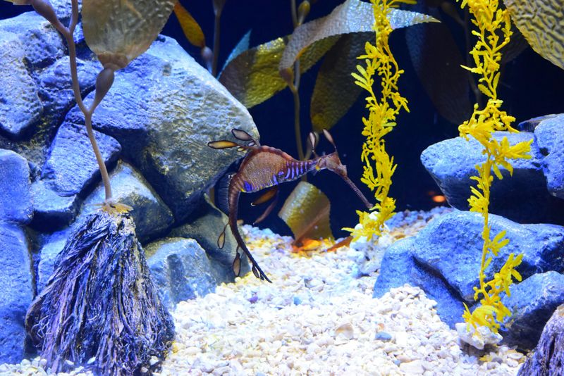 Sea Creatures You Probably Never Knew Existed