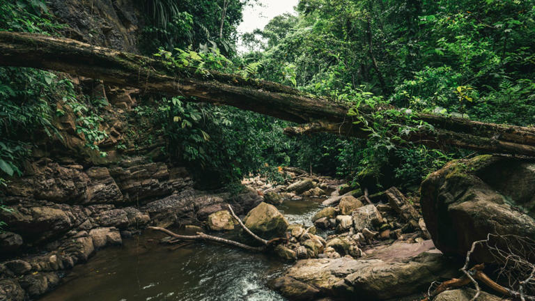 Hidden pyramids uncovered under the Amazon rainforest