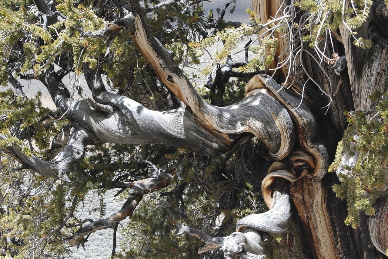 Understanding Ancient Trees Like Methuselah, Old Tjikko, And Jurupa Oak