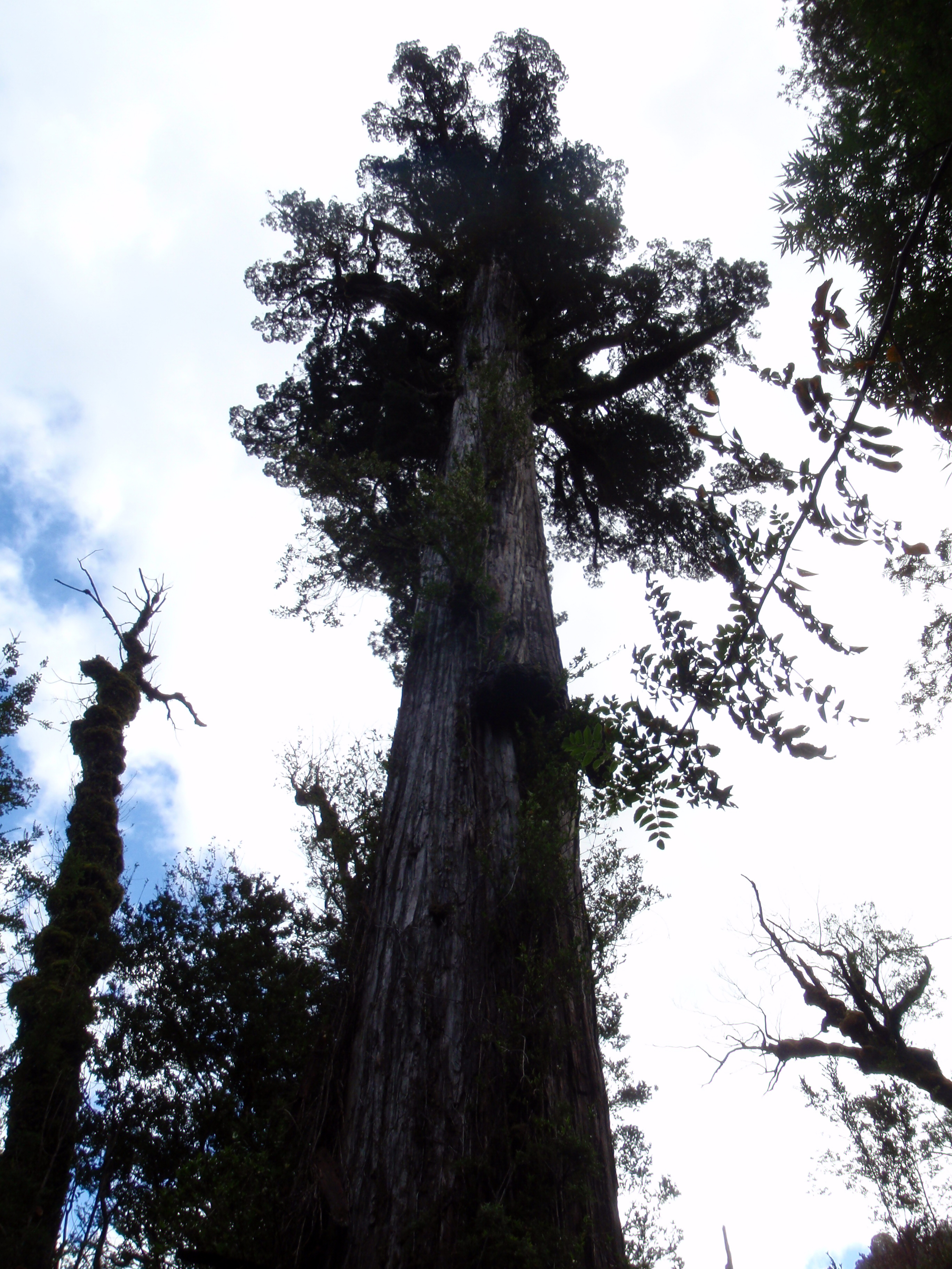 Understanding Ancient Trees Like Methuselah, Old Tjikko, And Jurupa Oak