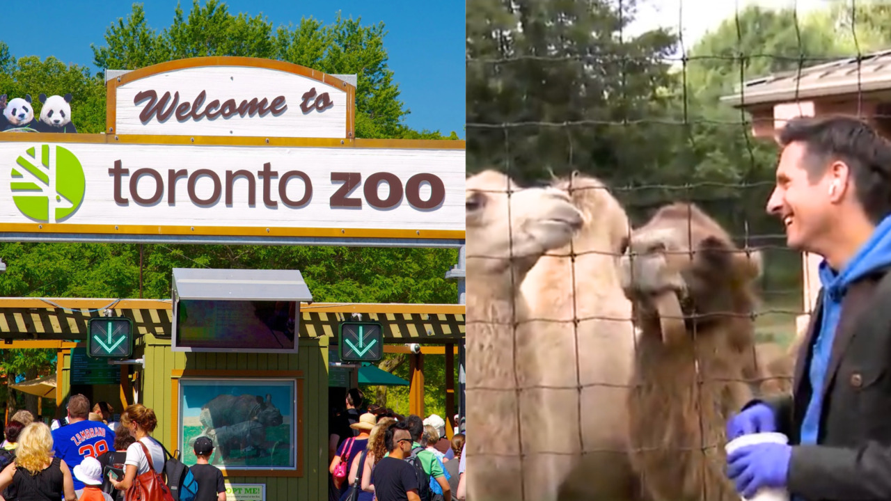 Here's what's been happening at the Toronto Zoo