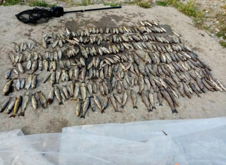 'It's baffling': Anglers criticise watchdog over 24-hour-wait to sample ...